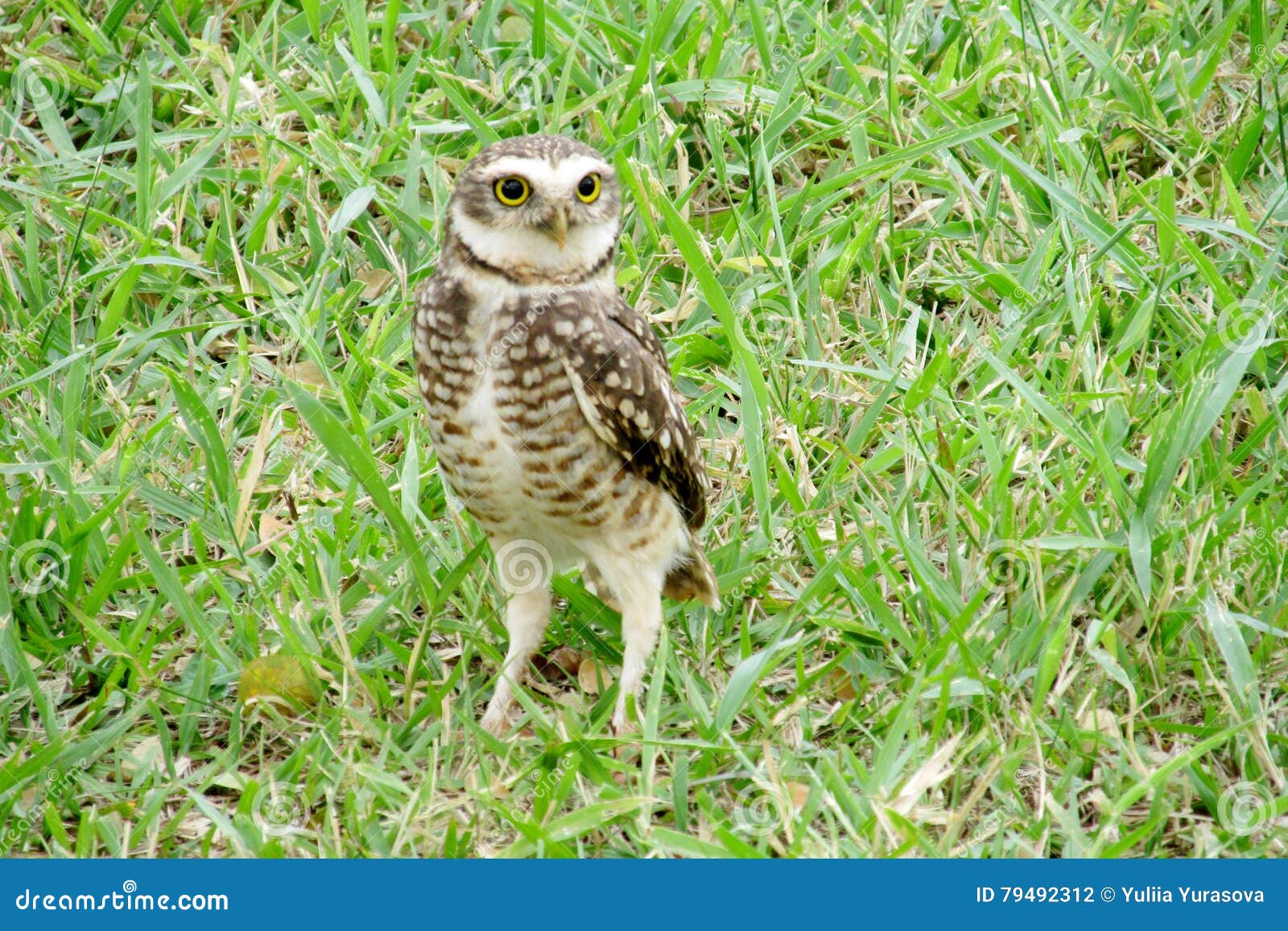 Scared Yellow Eyes Owl on Grass Stock Photo - Image of background ...