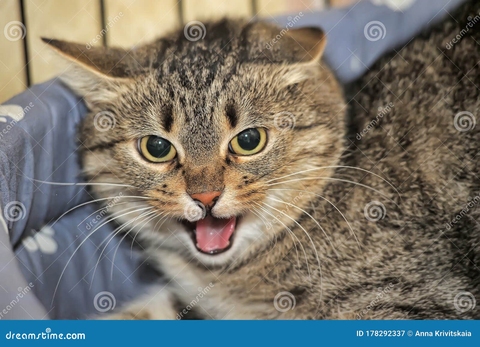 Scared young tabby cat stock image. Image of kitten - 178292337
