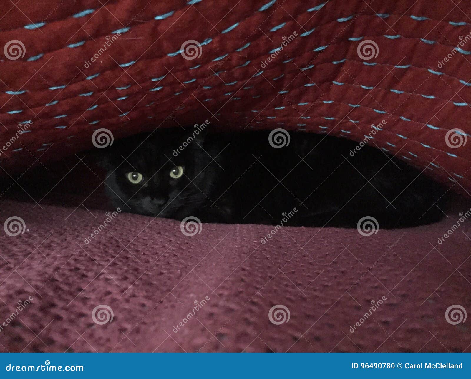 Scaredy Cat stock photo. Image of black, scaredy, covers - 96490780