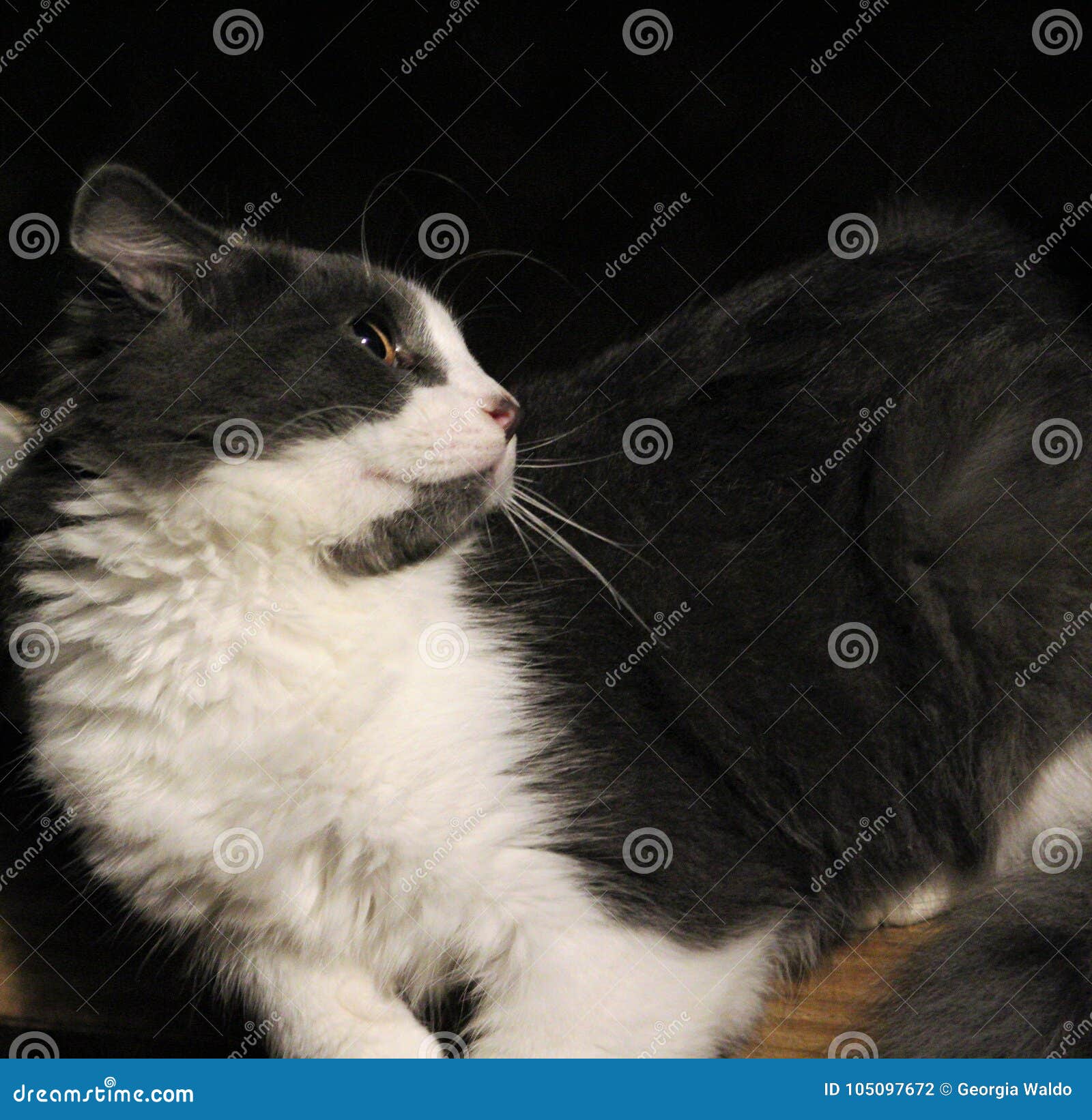 Scaredy Cat Boo Stock Photos - Free & Royalty-Free Stock Photos from ...