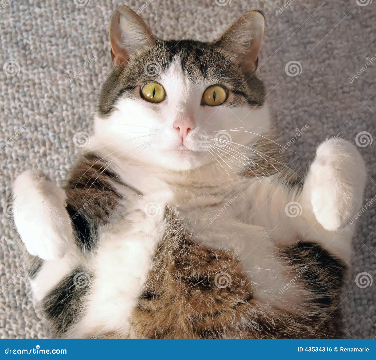 Scaredy Cat stock photo. Image of looking, brown, expression - 43534316