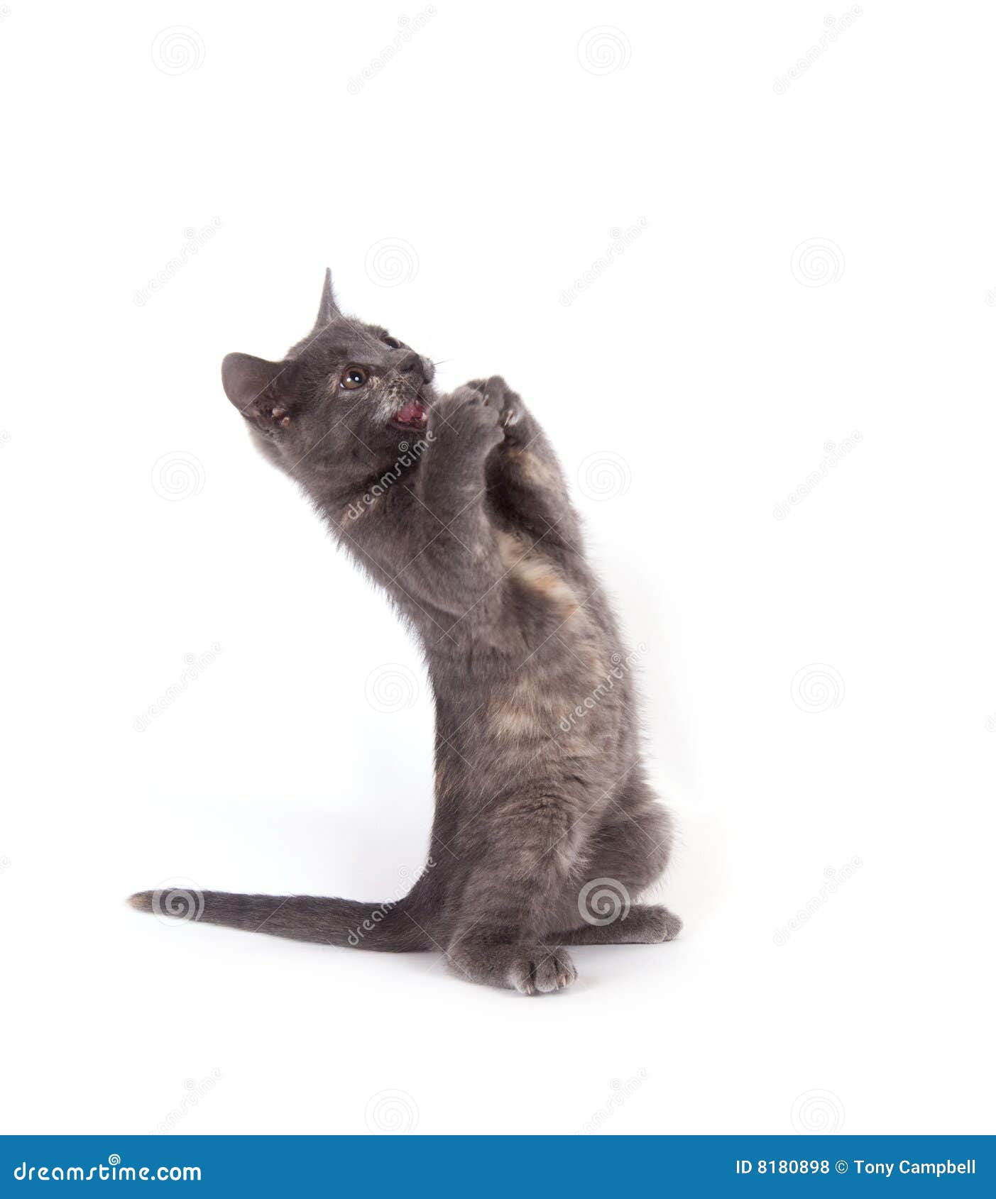Scaredy Cat on a White Background Stock Photo - Image of mammal, fear ...