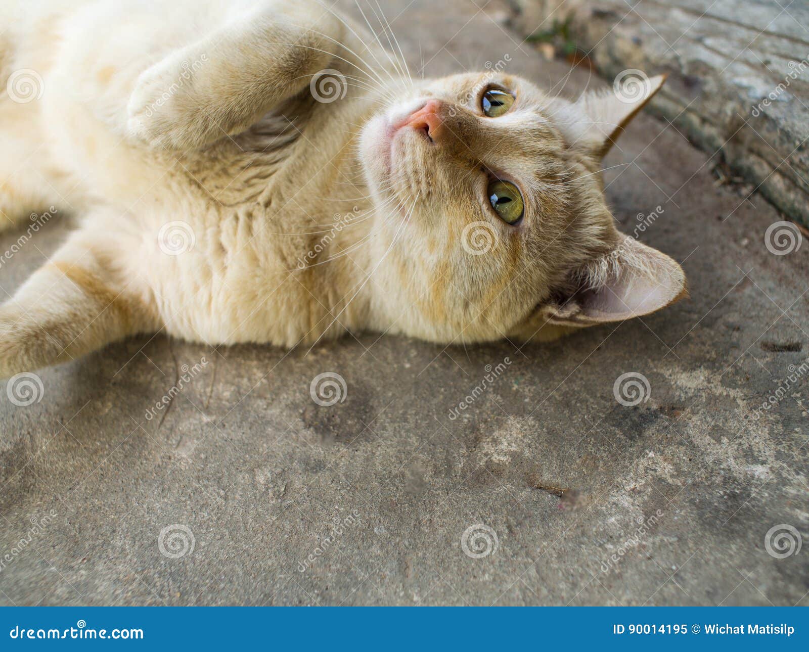 Scarface Cat with Yellow and White Stripes Lying Stock Image - Image of ...