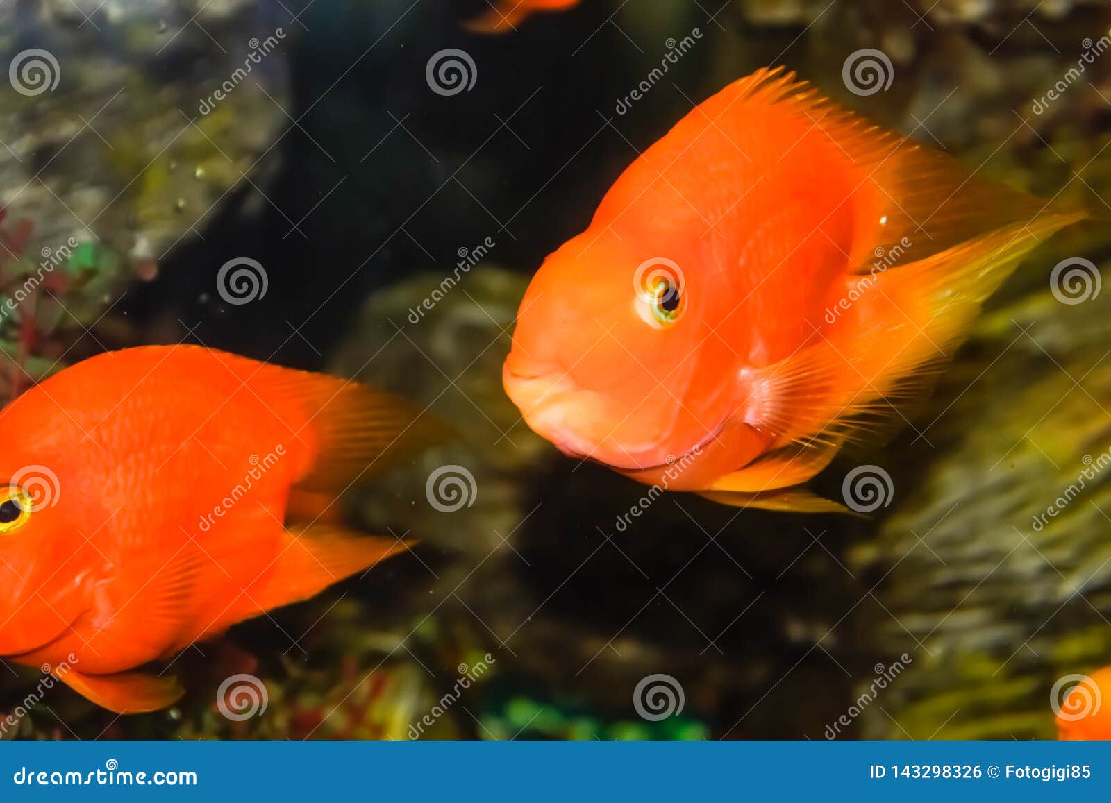 Scaridae Red in the Aquarium Stock Photo - Image of aqua, green: 143298326