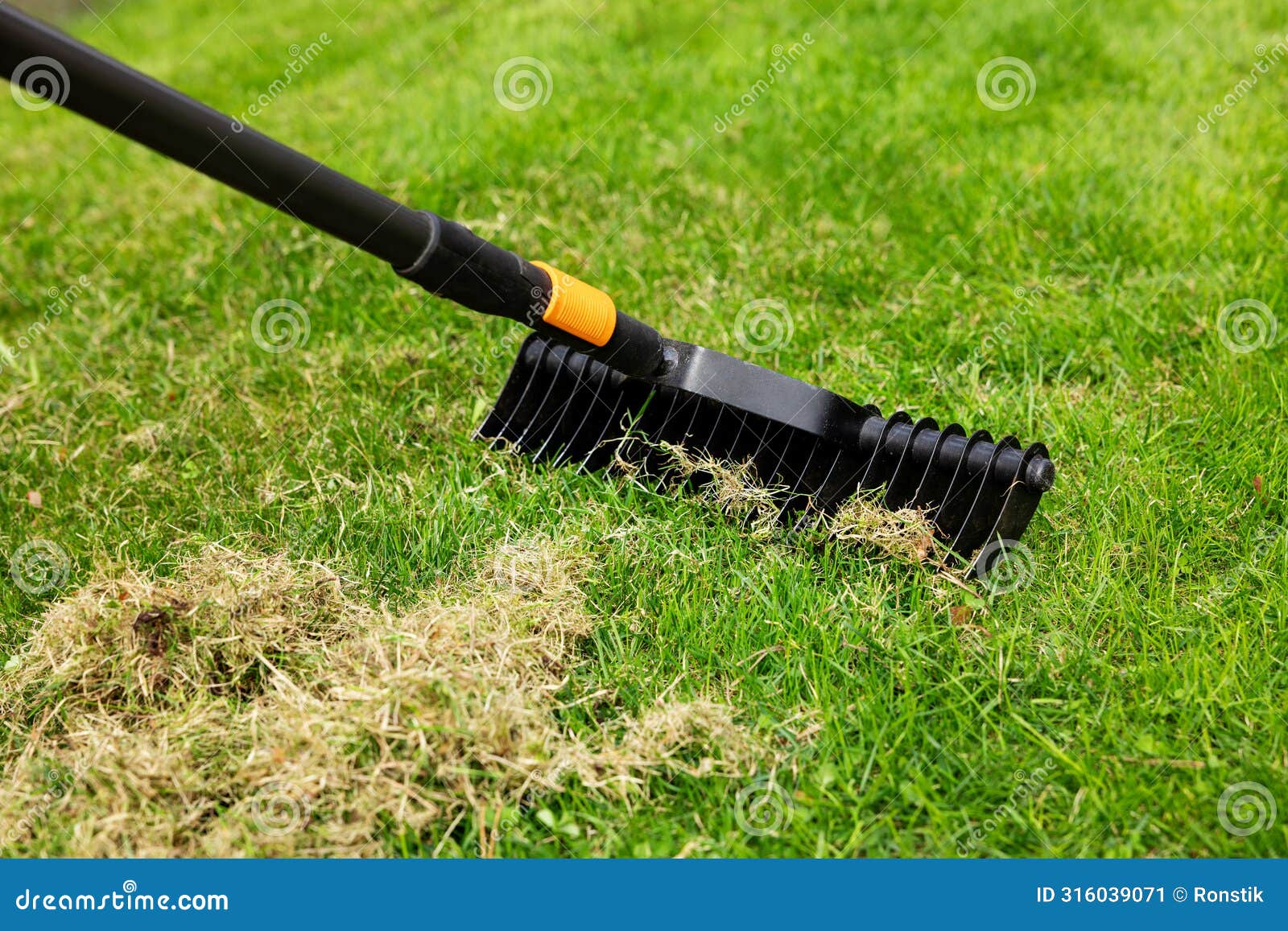 Scarifying Lawn with Scarifier Rake. Dead Grass Removal Stock Image ...