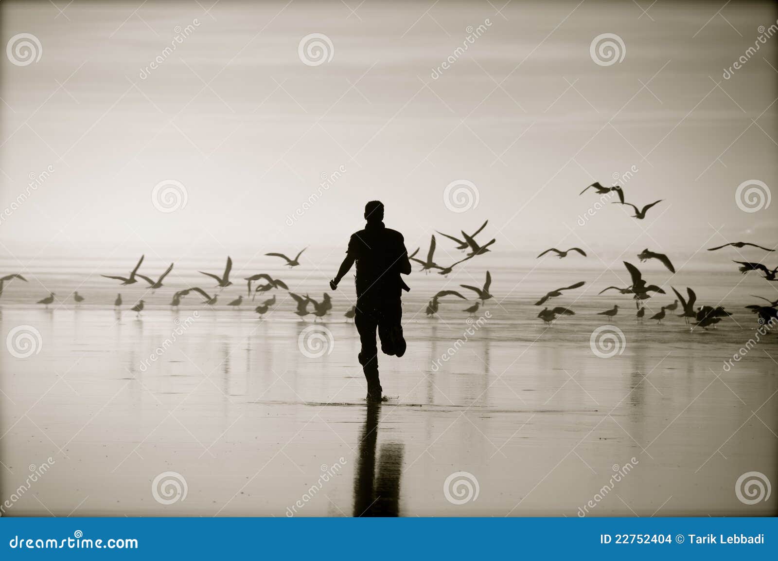 69 Scaring Birds Photos - Free & Royalty-Free Stock Photos from Dreamstime