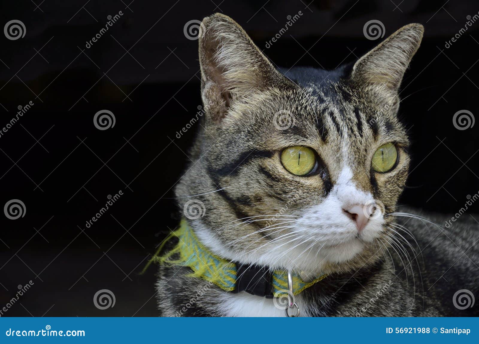 Scaring cat stock photo. Image of hard, kitten, scaring - 56921988