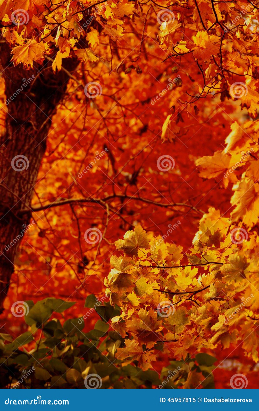 Scarlet autumn stock image. Image of leaf, growth, freshness - 45957815