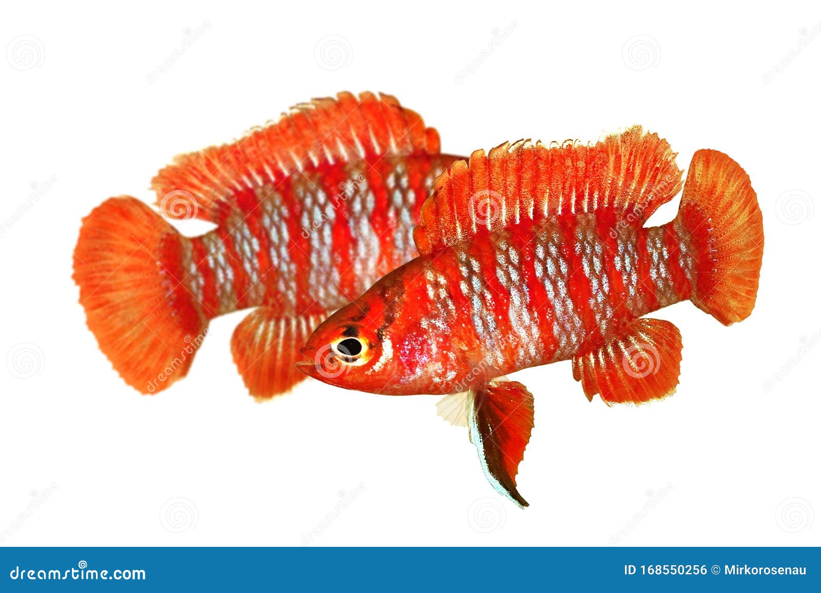 Scarlet Badis Badis Percoid Aquarium Fish Dario Dario Stock Photo ...