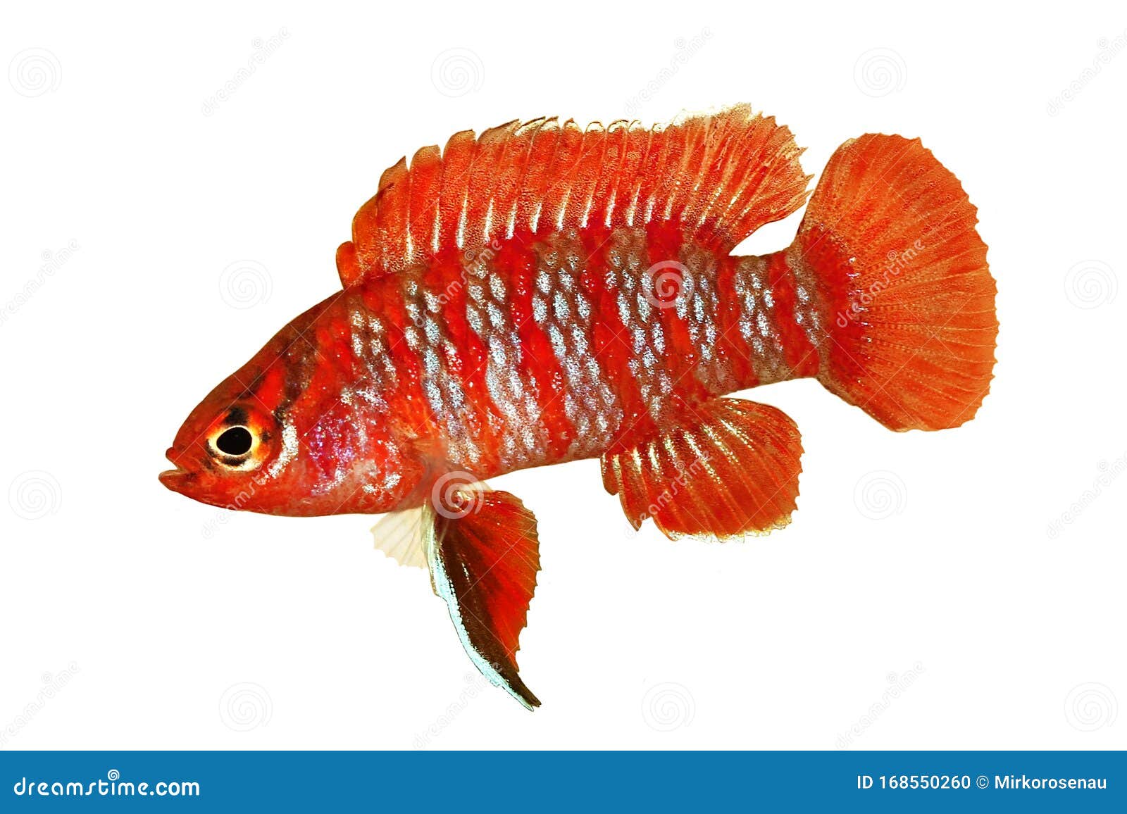 Scarlet Badis Badis Percoid Aquarium Fish Dario Dario Stock Photo ...