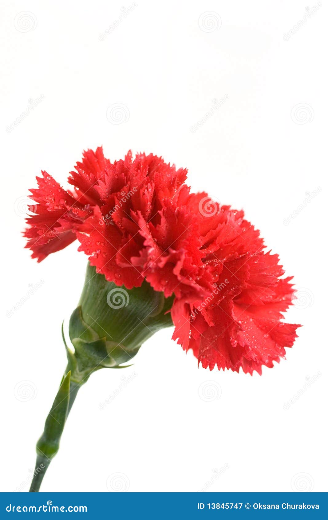 Scarlet carnation stock image. Image of flower, scented - 13845747