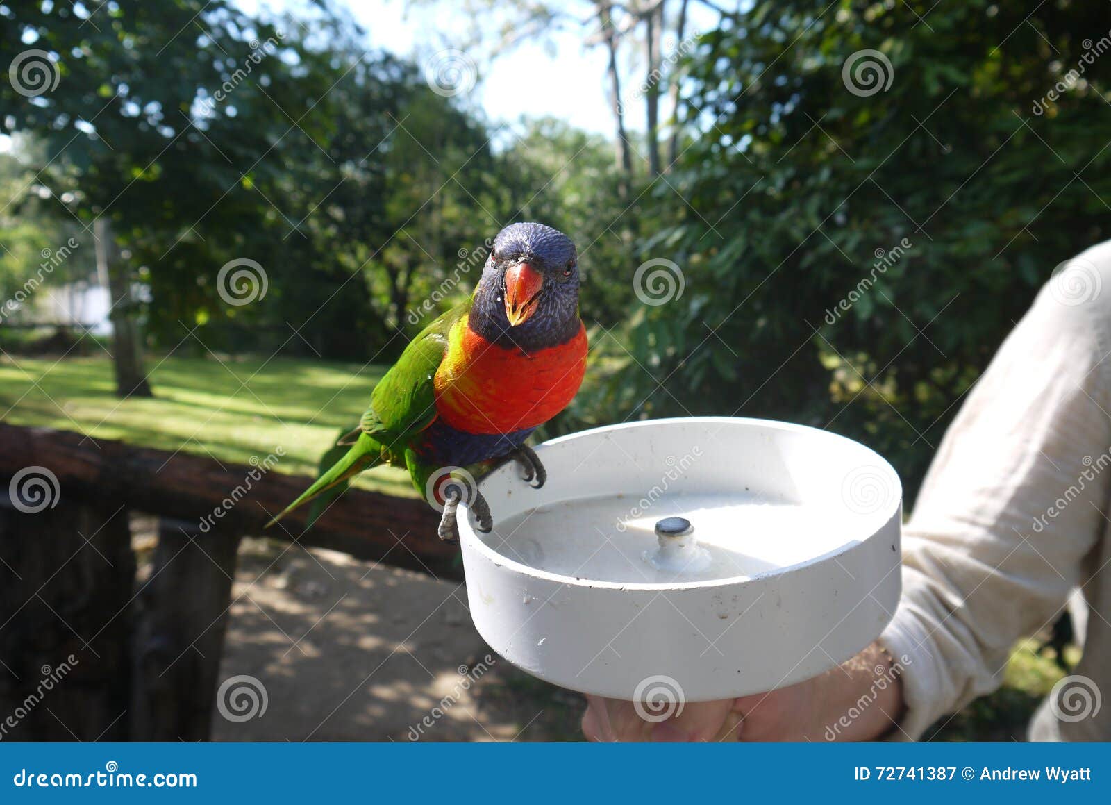 Scarlet-Chested Parrot stock image. Image of chested - 72741387