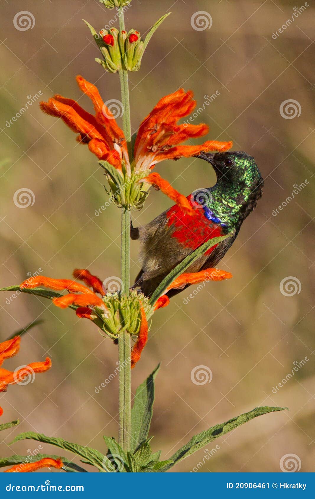 A Red-chested Sunbird Perched On An Acacia Tree Royalty-Free Stock ...