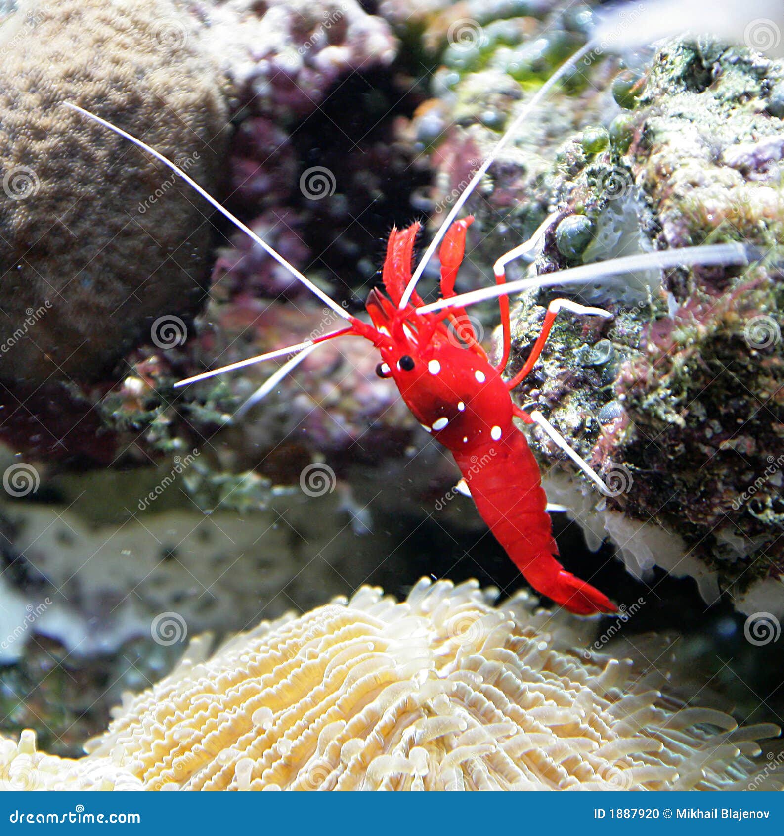 Scarlet Cleaner Shrimp 1 stock photo. Image of ocean, cold - 1887920