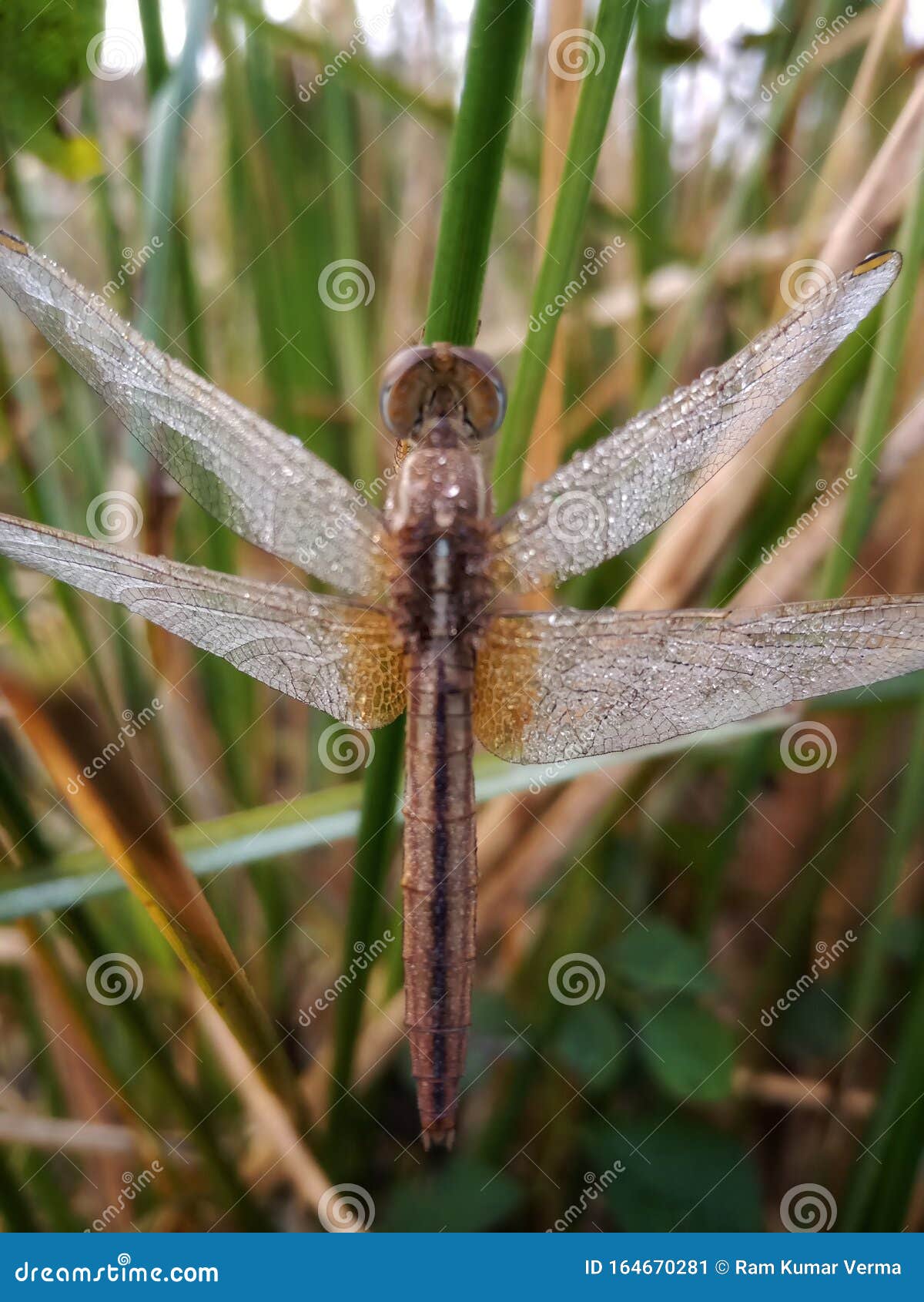 Scarlet Dragonfly Nice Image India Stock Image - Image of nice ...