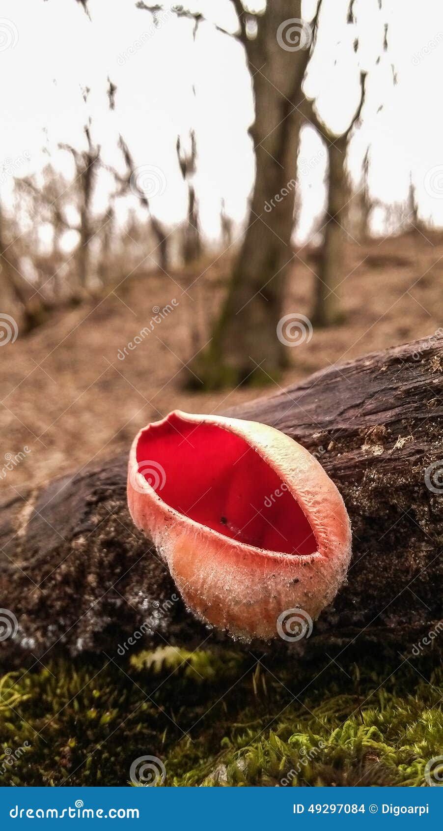 Scarlet elf cup stock photo. Image of nature, forest - 49297084