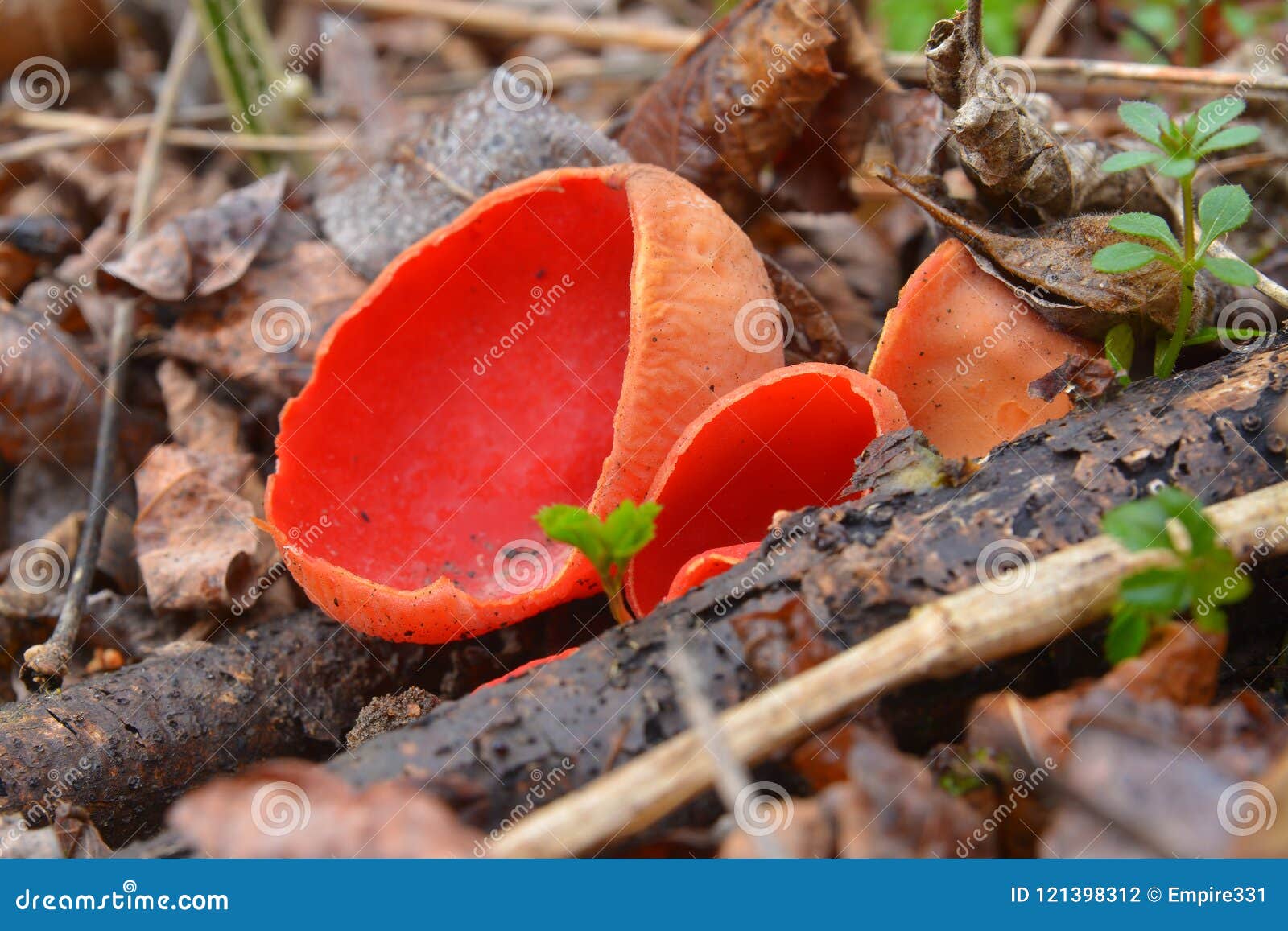 Scarlet elf cup mushroom stock photo. Image of mushroom - 121398312