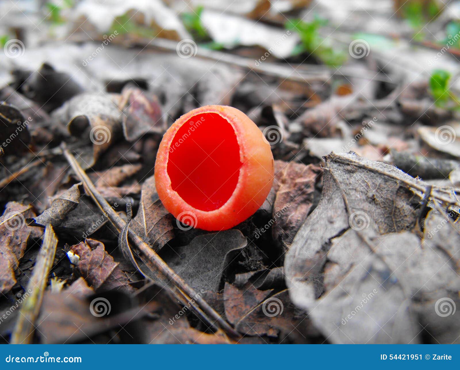 Scarlet elf cup stock image. Image of forest, fungus - 54421951