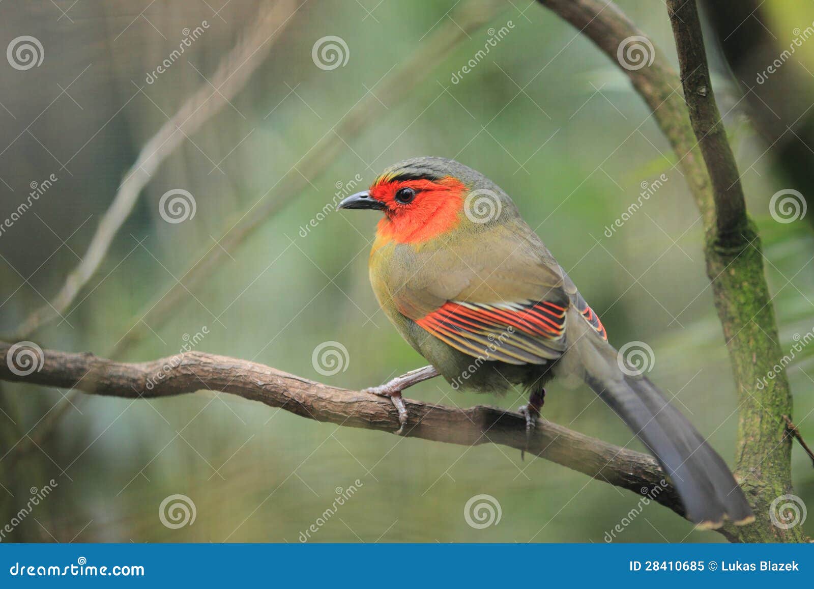 Scarlet-faced liocichla stock image. Image of liocichla - 28410685