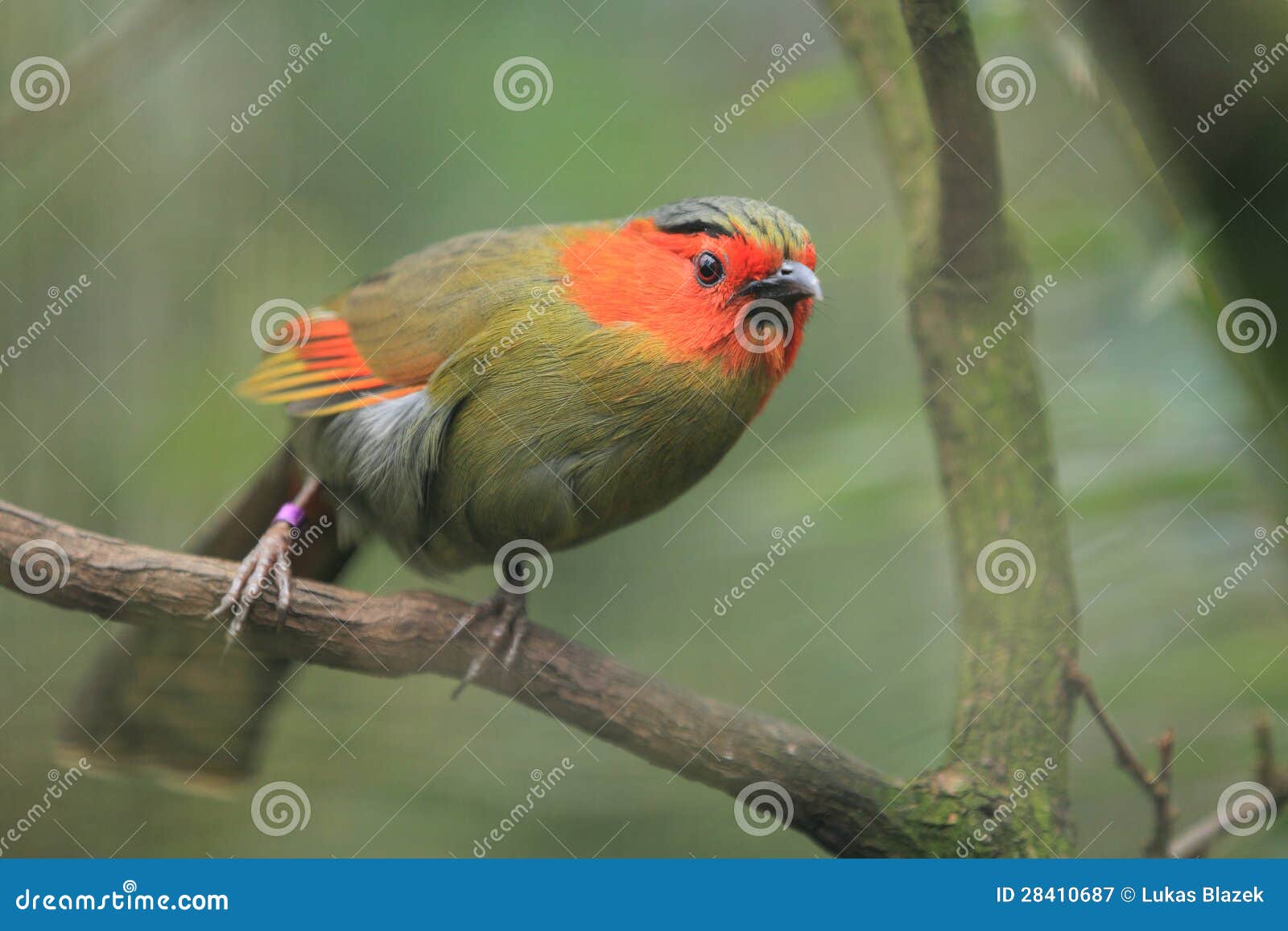 Scarlet-faced liocichla stock image. Image of liocichla - 28410687