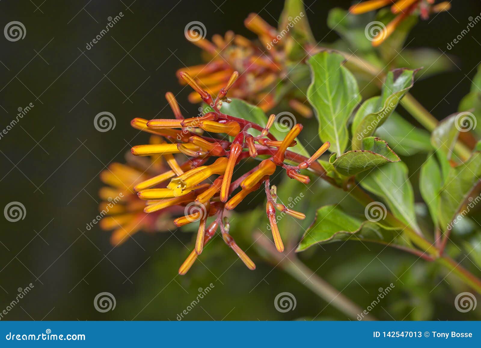Dwarf Hummingbird Bush stock image. Image of environment - 142547013