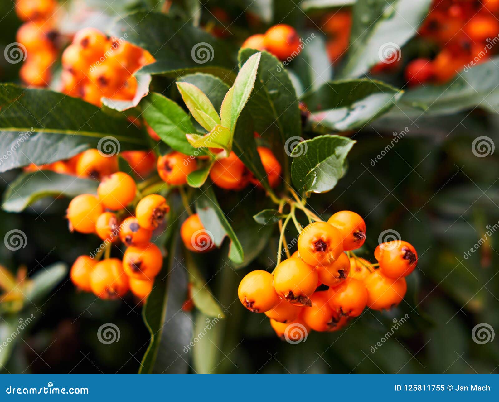 Scarlet Firethorn Berries and Leaves Stock Image - Image of fruits ...