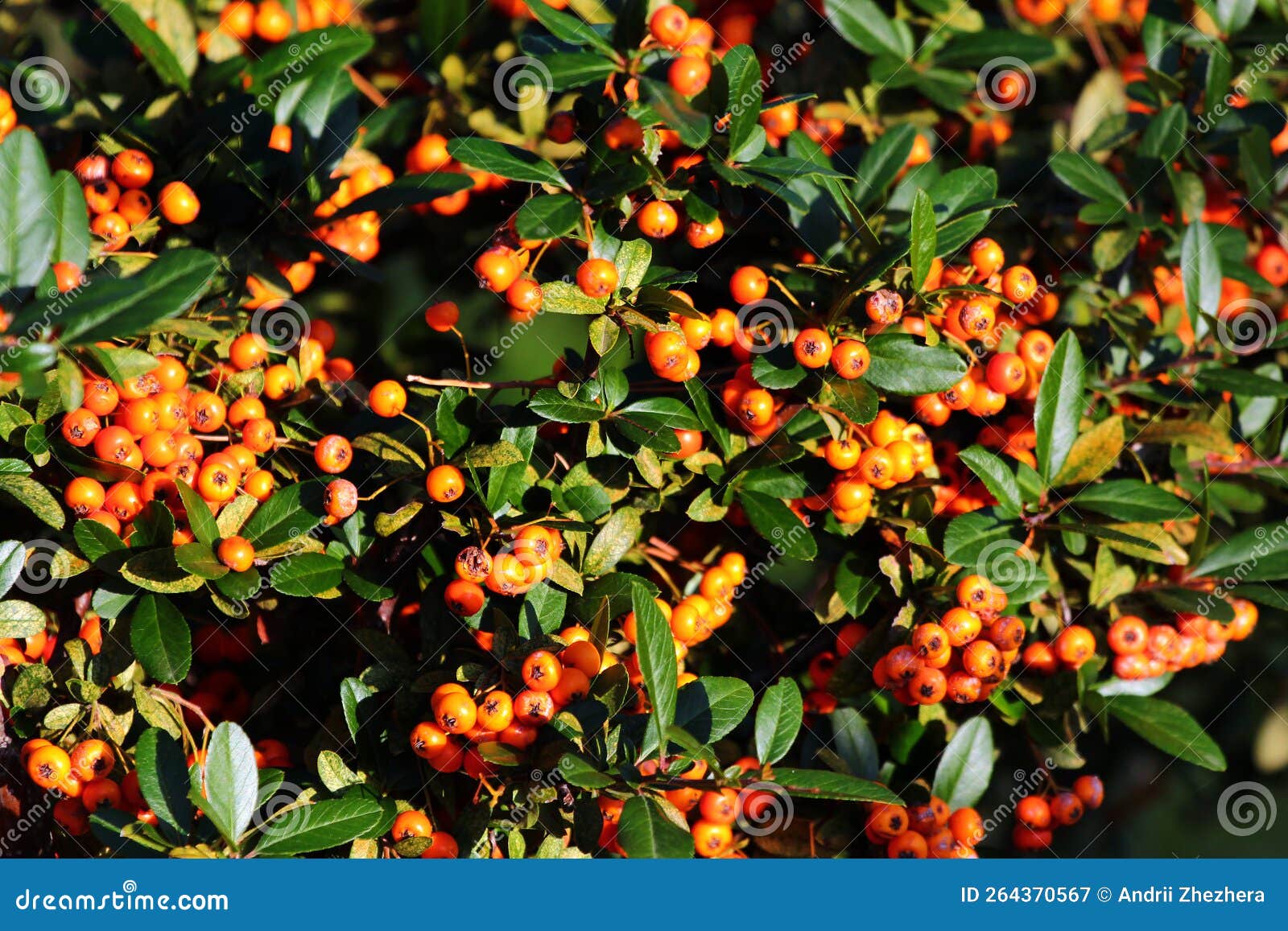 Scarlet Firethorn, or Pyracantha Coccinea Berries on a Bush Stock Image ...