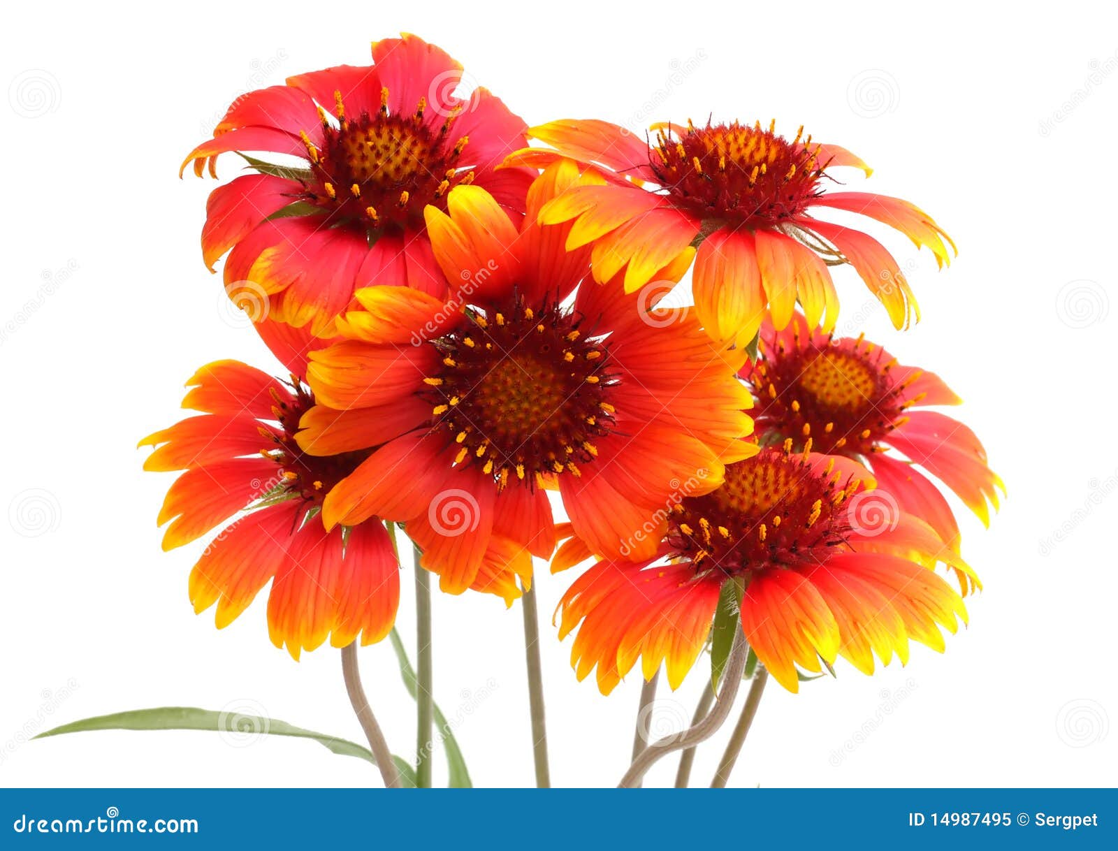 Scarlet flowers stock image. Image of blossom, beauty - 14987495