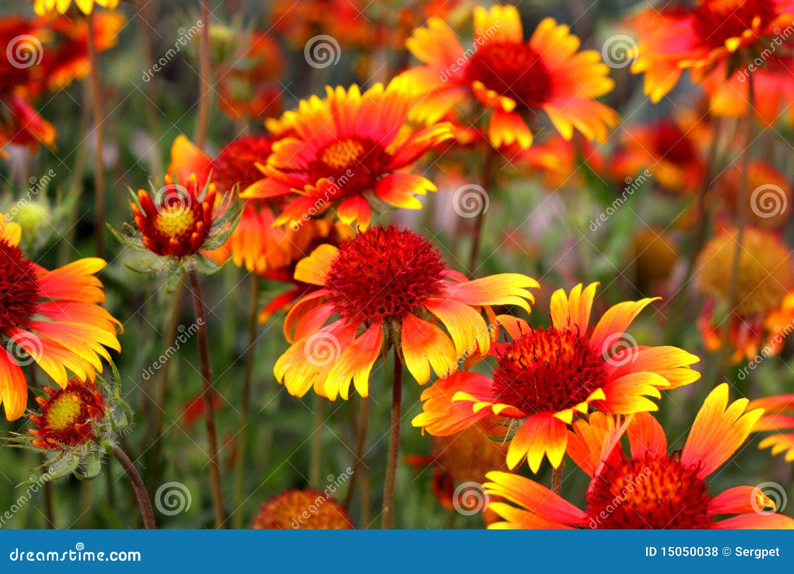 Scarlet flowers in garden stock photo. Image of flower - 15050038