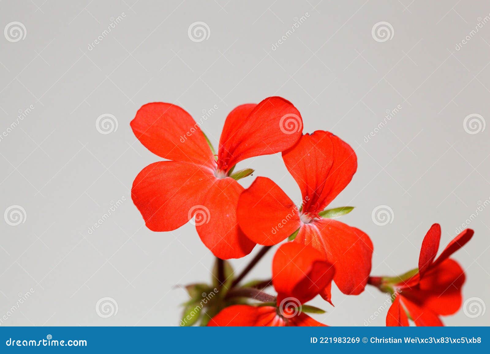 Scarlet Geranium, Pelargonium Inquinans Stock Image - Image of detail ...