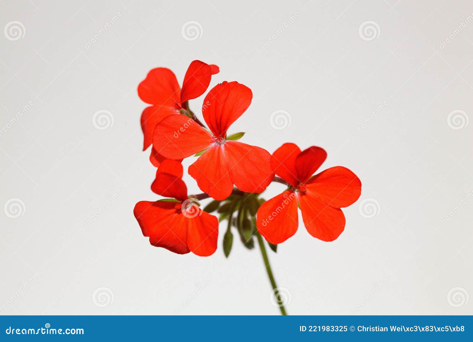 Scarlet Geranium, Pelargonium Inquinans Stock Image - Image of ...