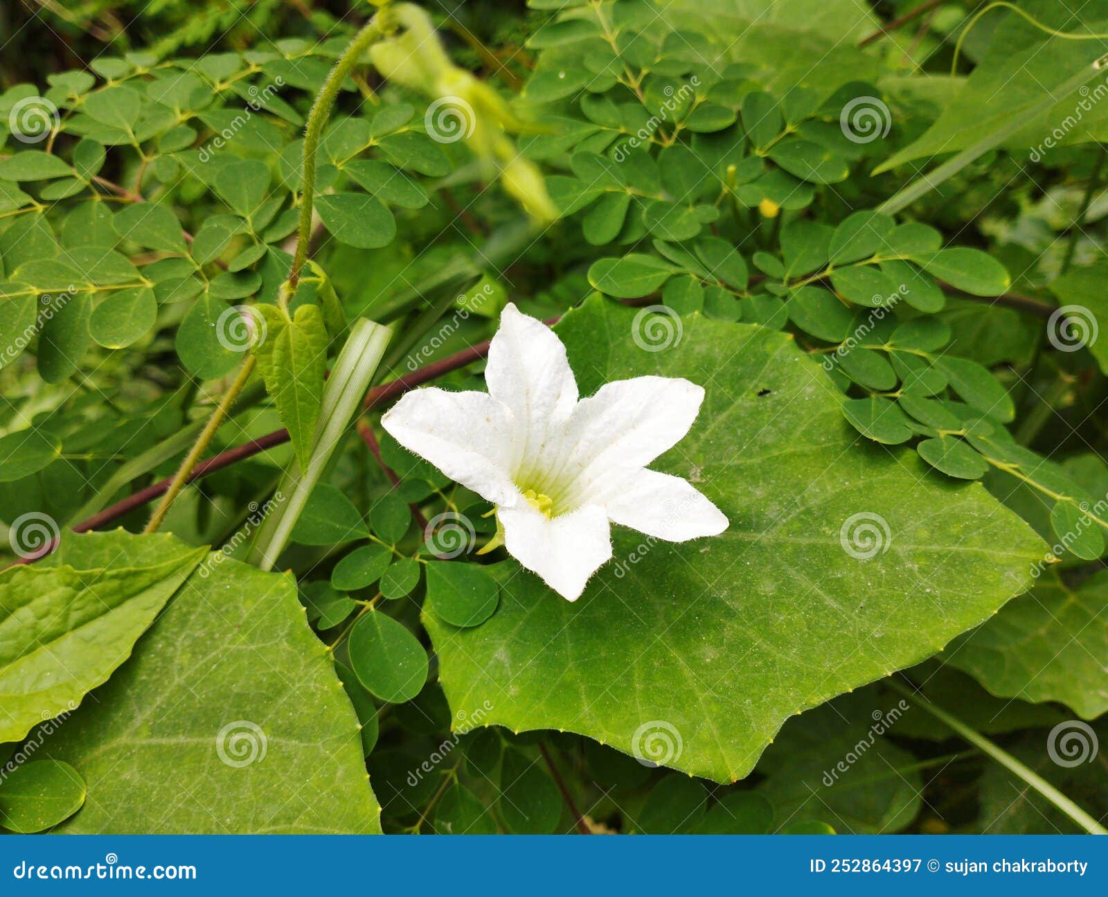 Scarlet Guard flower stock image. Image of green, flower - 252864397