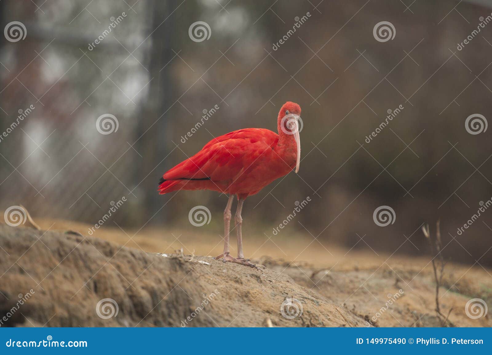 Scarlet Ibis Forages for Food on Land. Stock Photo - Image of land ...