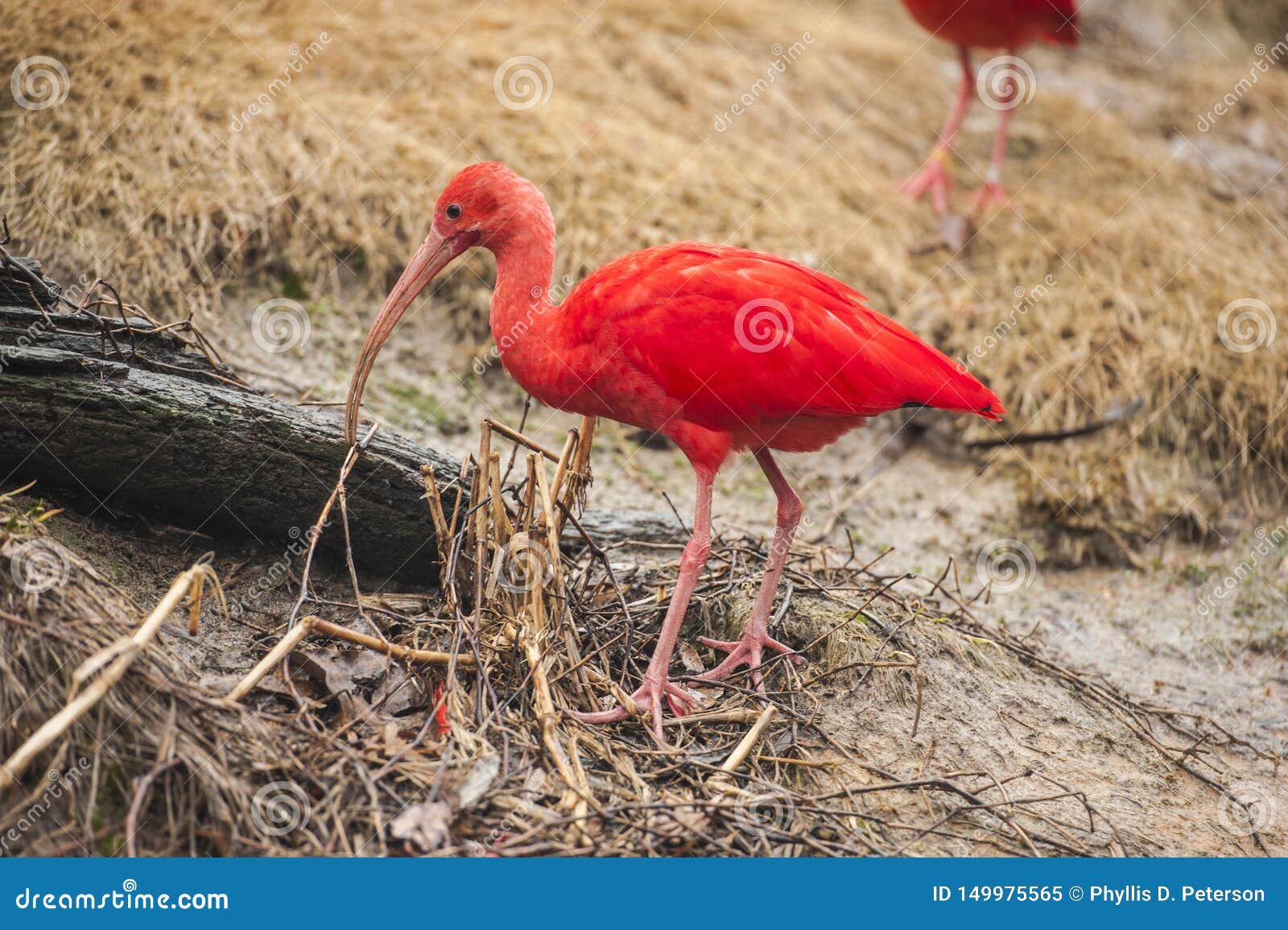 Scarlet Ibis Forages for Food on Land. Stock Image - Image of bird ...