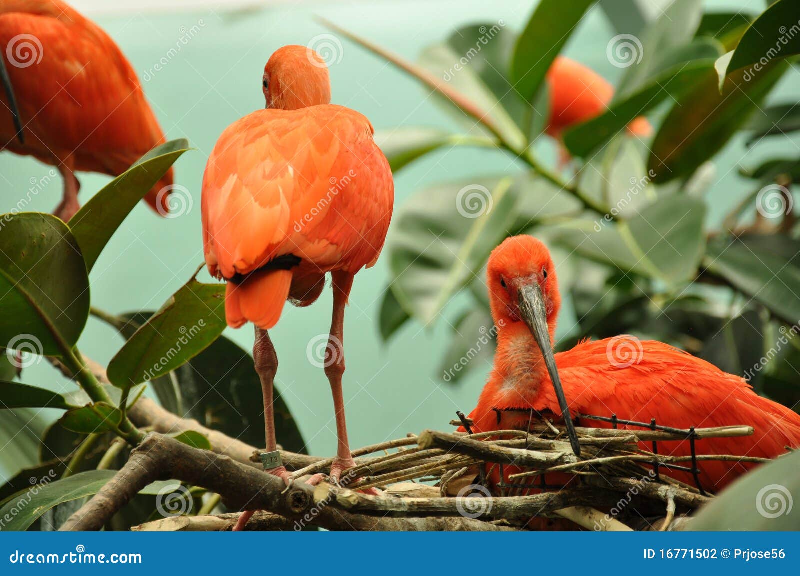 Scarlet Ibis stock photo. Image of bird, scarlet, orange - 16771502