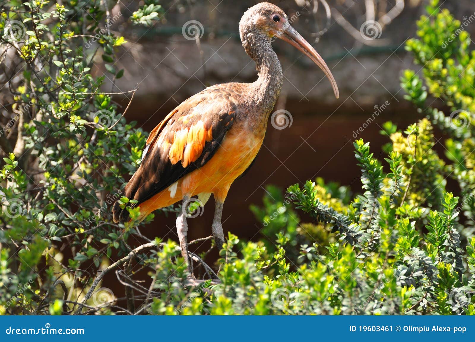 Scarlet ibis stock image. Image of ibis, exotic, tropical - 19603461
