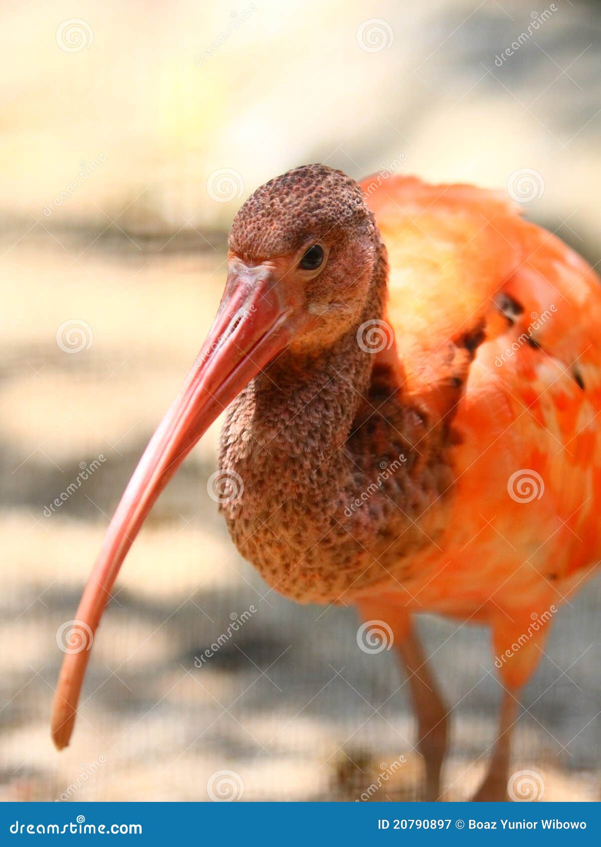 Scarlet Ibis stock image. Image of color, beauty, colour - 20790897