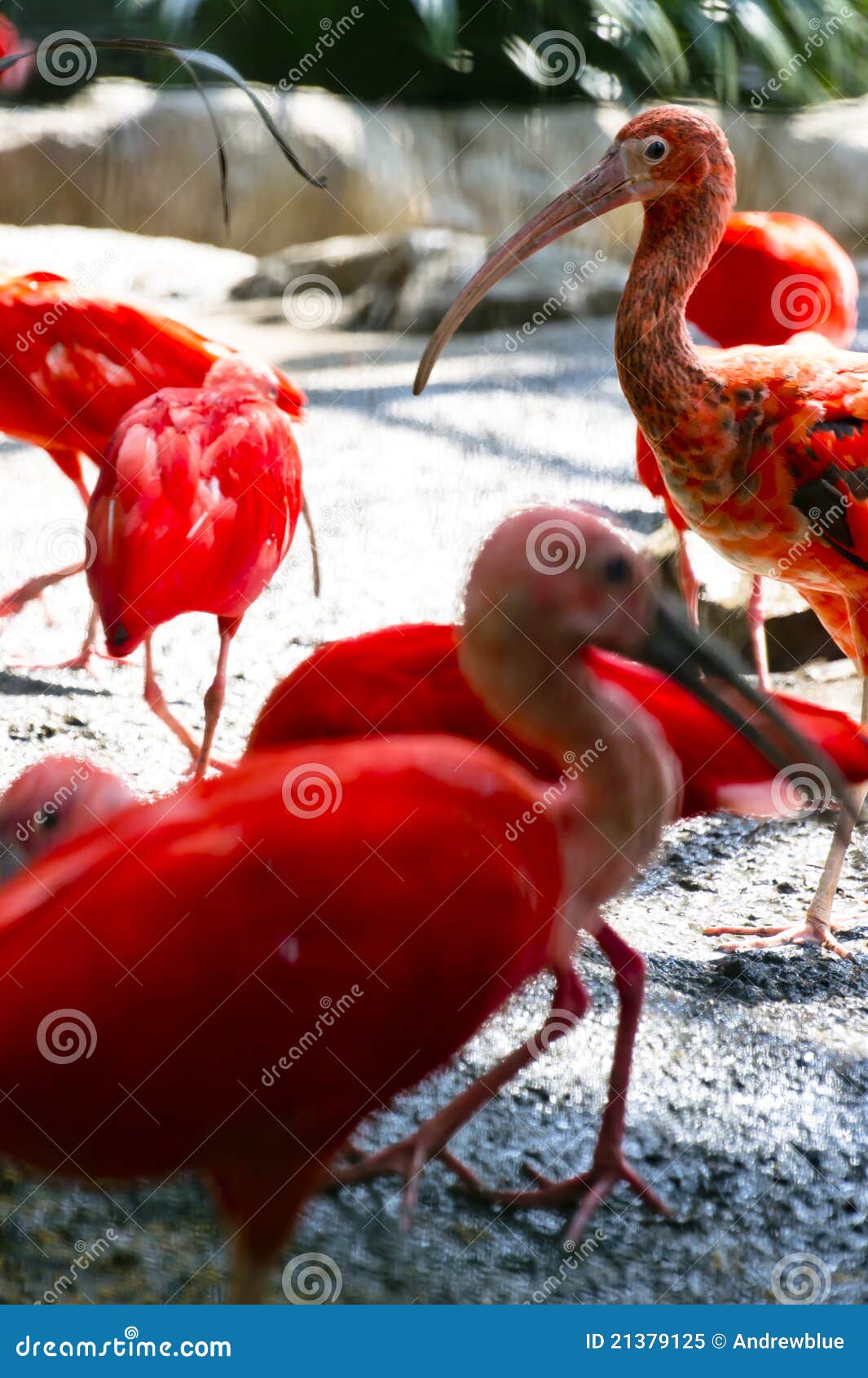 Scarlet Ibis stock image. Image of animal, bird, bright - 21379125