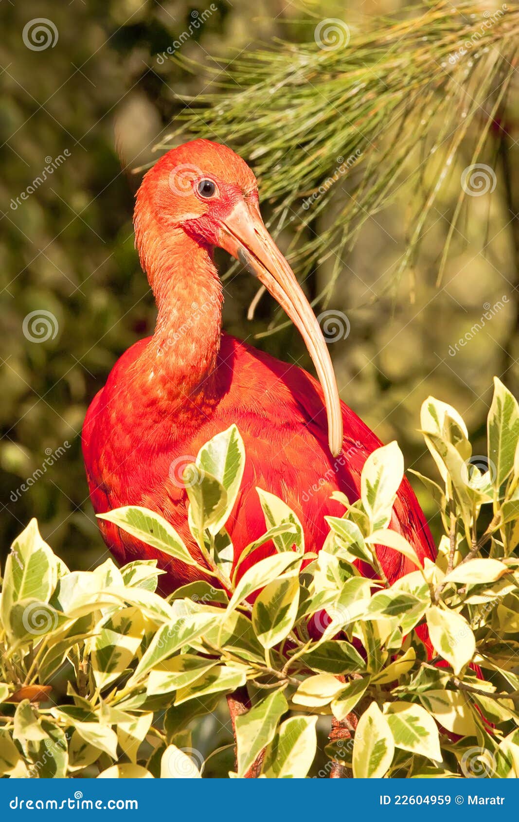 Scarlet Ibis Stock Image | CartoonDealer.com #22604959