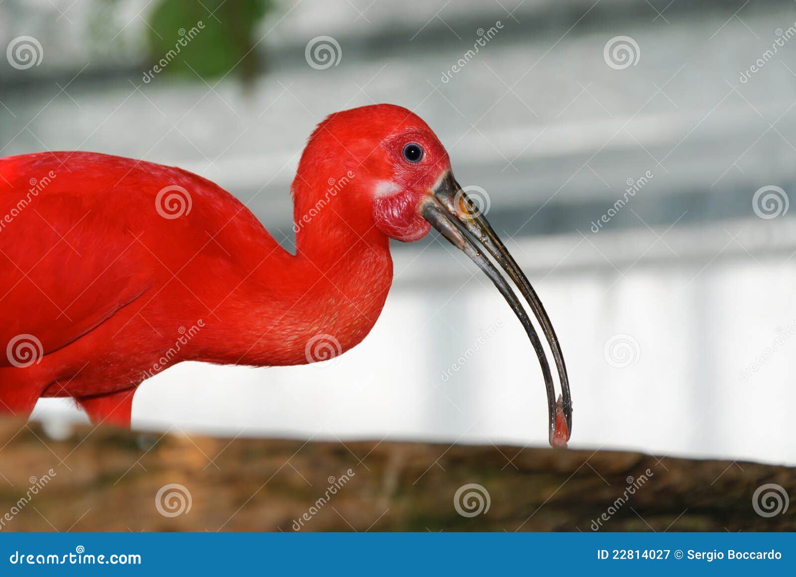 Scarlet ibis stock image. Image of scarlet, nature, food - 22814027