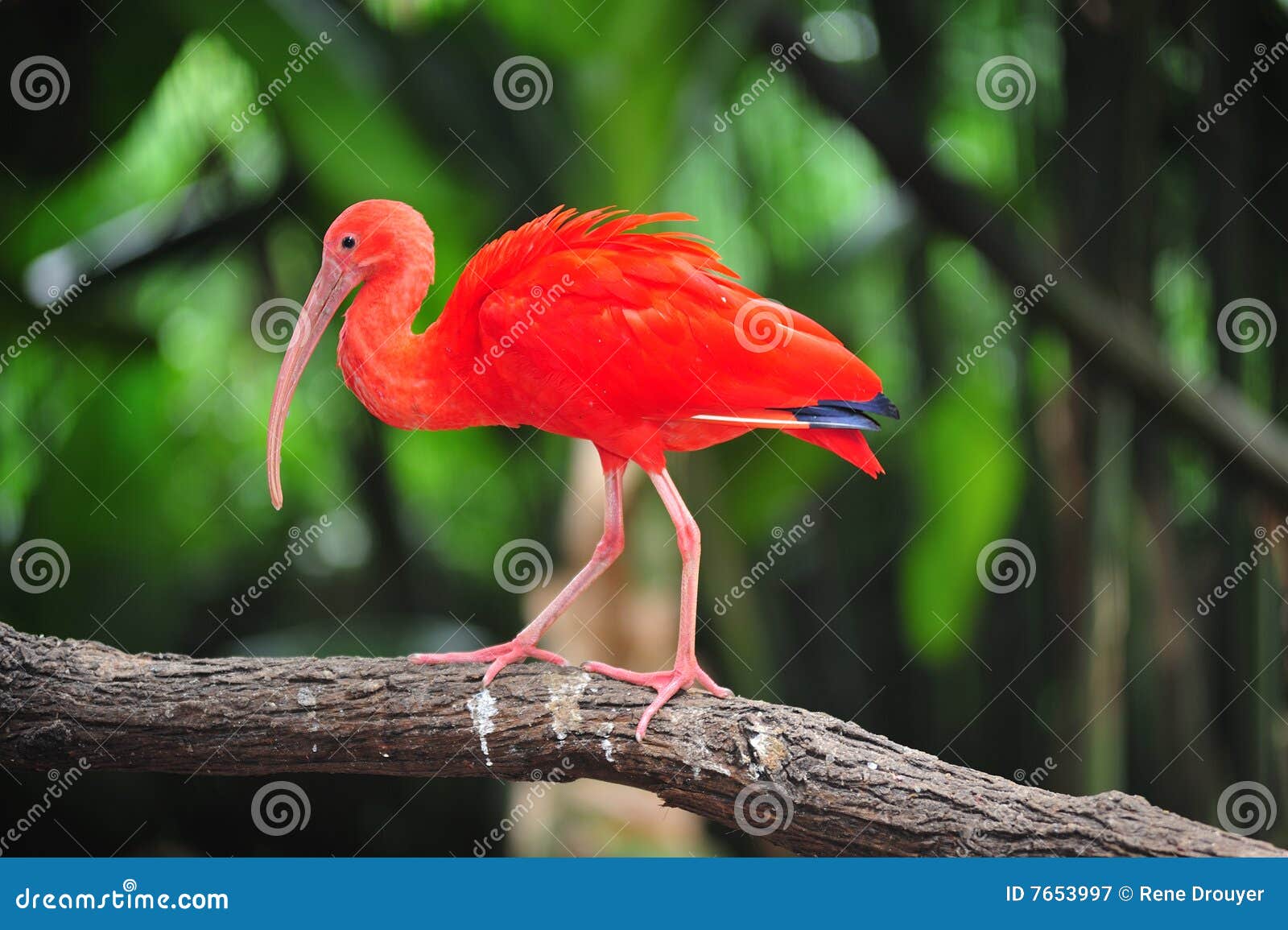 Scarlet Ibis Stock Image | CartoonDealer.com #22604959