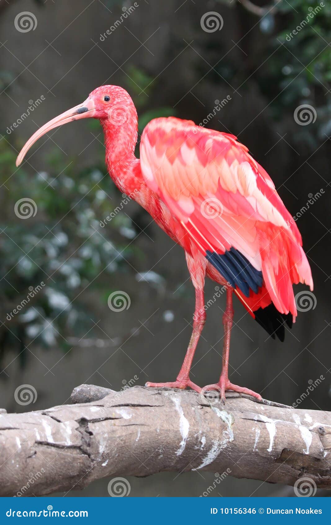 Red Ibis Bird With Very Vivid Plumage Over The Branch Of A Tree Stock ...