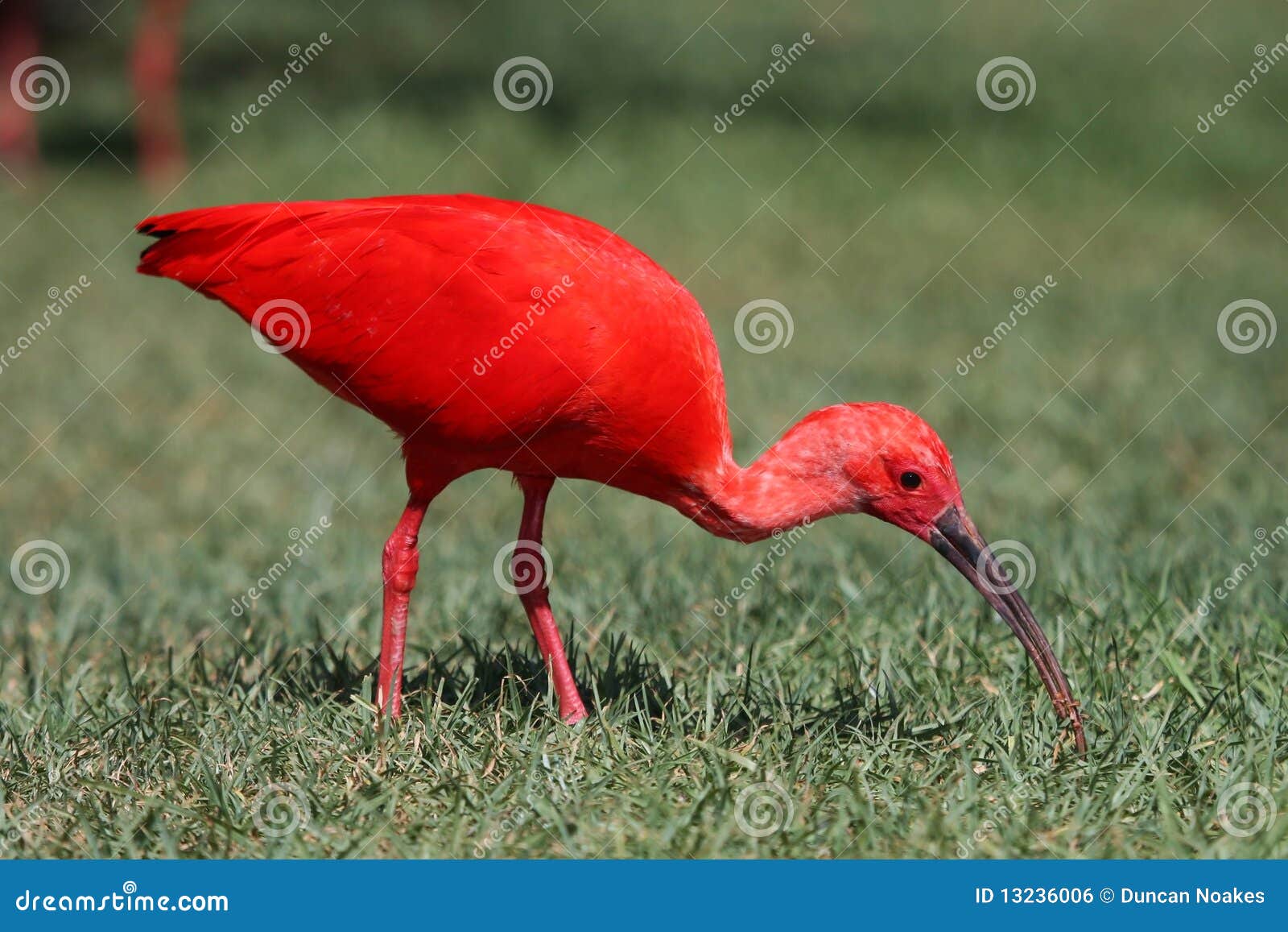 Red Ibis Bird With Very Vivid Plumage Over The Branch Of A Tree Stock ...