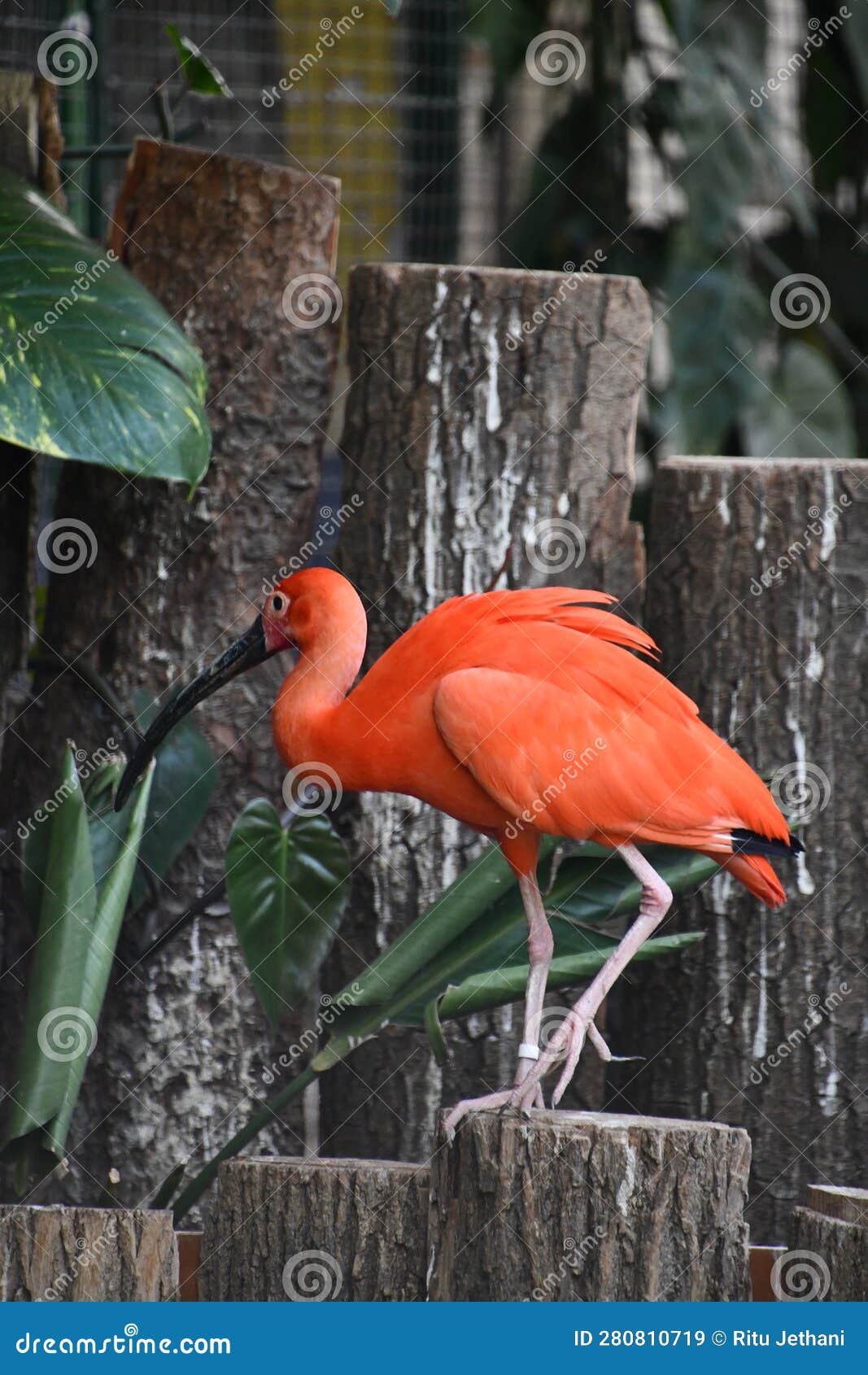 A Scarlet Ibis Bird stock image. Image of fauna, nature - 280810719