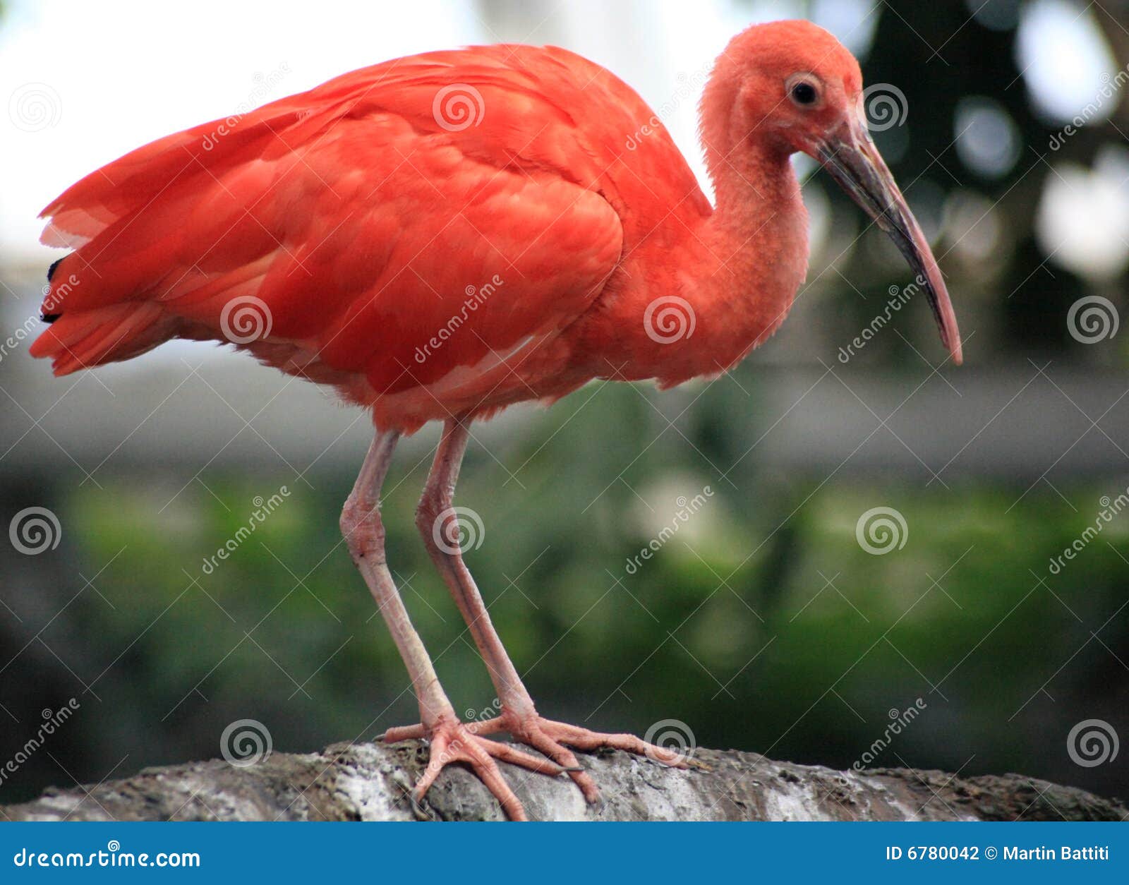 Ibis Bird Feeding Baby Chicks Royalty-Free Stock Photography ...