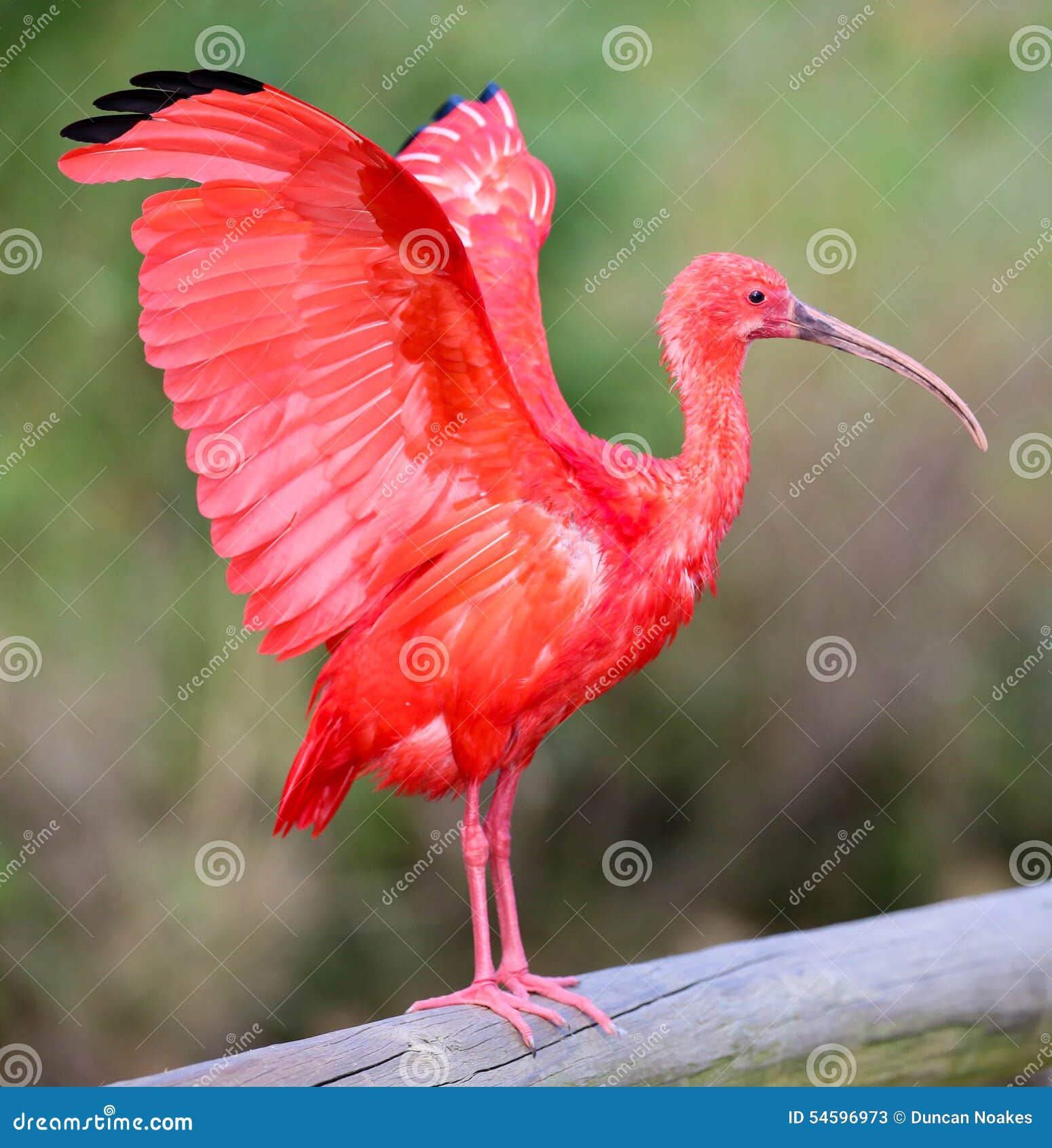Red Ibis Bird With Very Vivid Plumage Over The Branch Of A Tree Stock ...