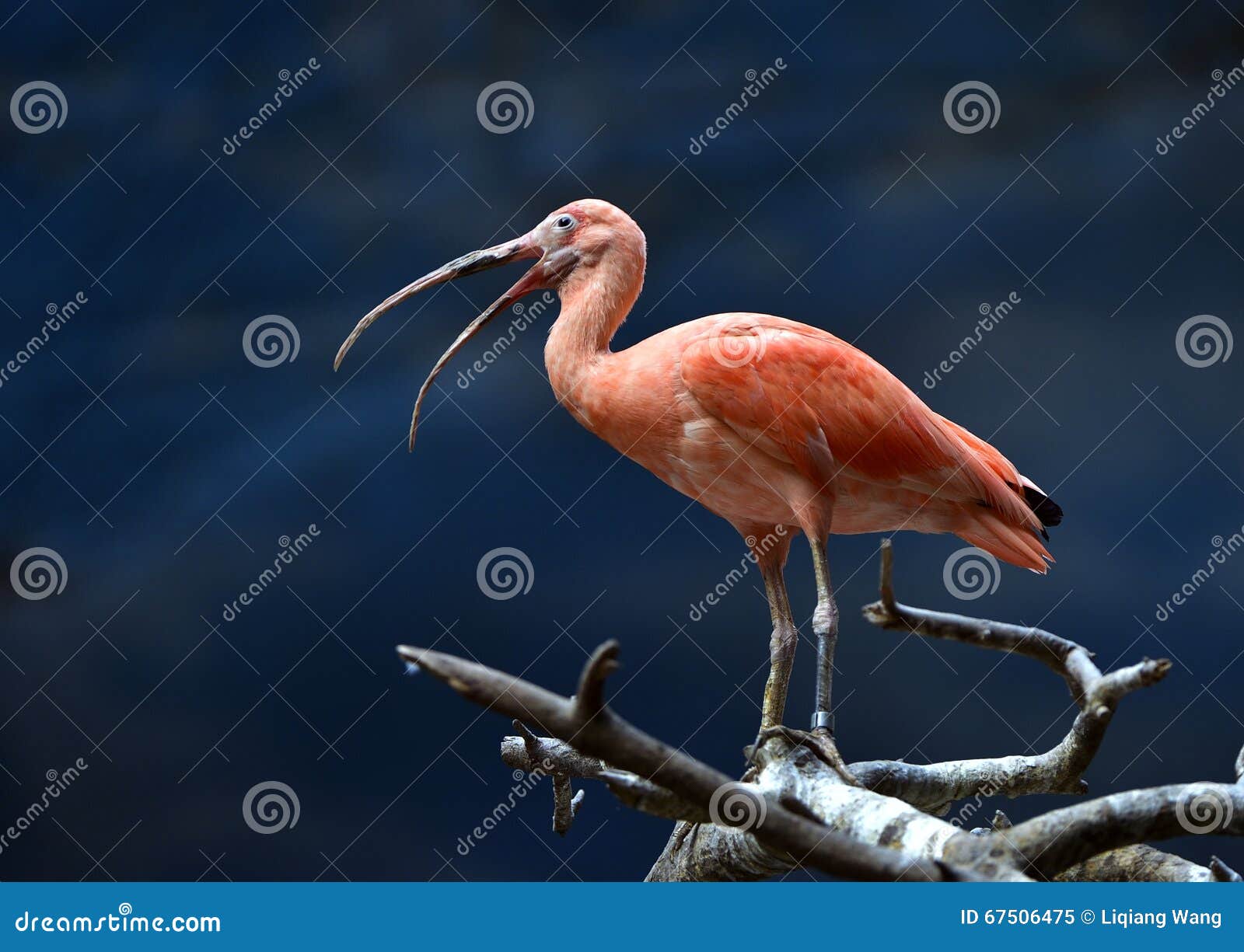 Scarlet Ibis stock image. Image of foraging, cute, taking - 67506475