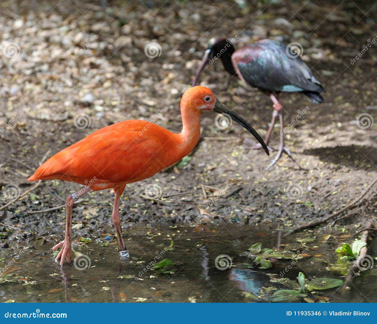 The Scarlet Ibis (Eudocimus Ruber) Stock Photo - Image of protection ...