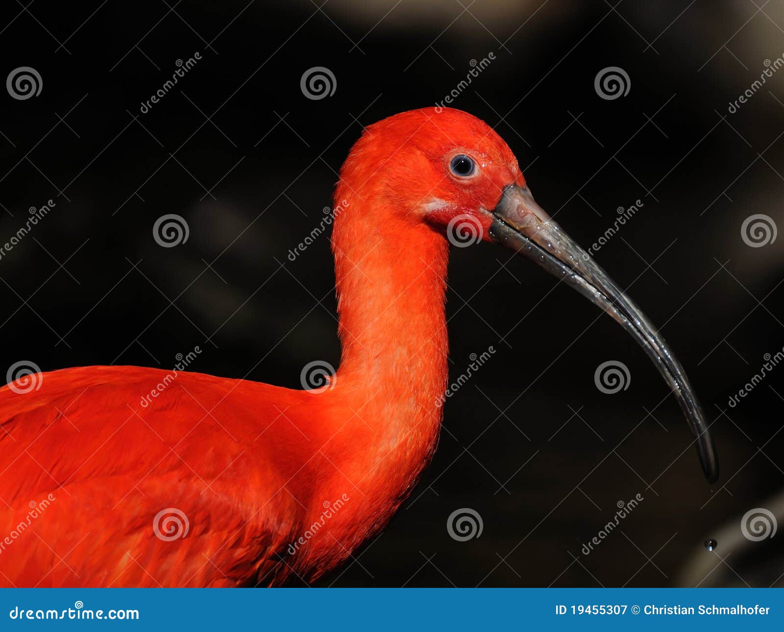 Scarlet Ibis Stock Image | CartoonDealer.com #22604959
