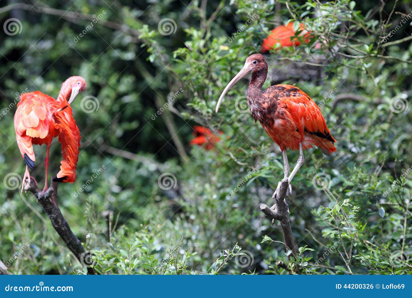 Scarlet Ibis, Eudocimus Ruber Stock Photo - Image of wing, captivity ...
